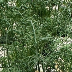 Vertical Roots Edmonton | Mineral Base, Chemical Free Hydroponic Leafy ...